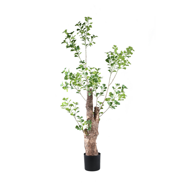 Triangularis Tree műnövény – Dutch Home